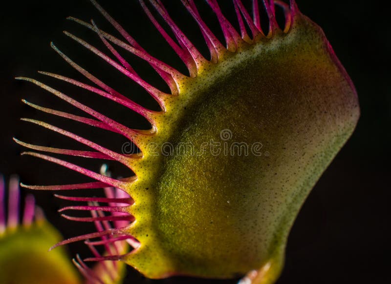 Venus Flytrap Eating A Snake