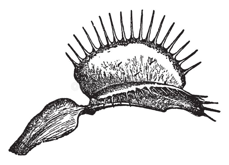 Vector Drawing of Venus Flytrap or Dionaea Muscipula with Open and ...