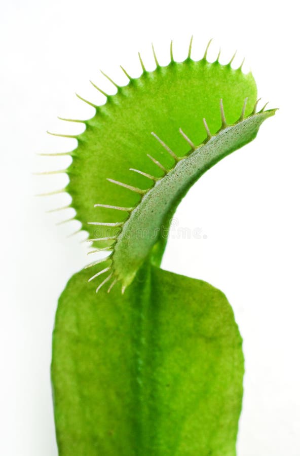 Venus flytrap stock image. Image of trap, macro, hunter - 10676287