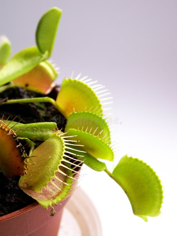 Venus Flytrap - Carnivorous Plant Stock Photo - Image of trap, plant ...