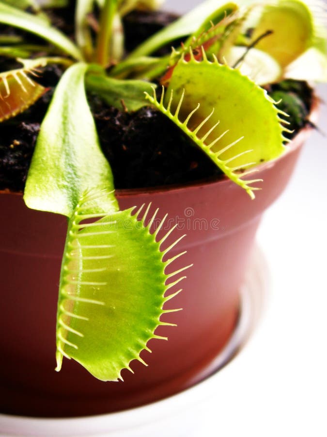 Venus flytrap stock photo. Image of botany, hunter, catcher - 32452276
