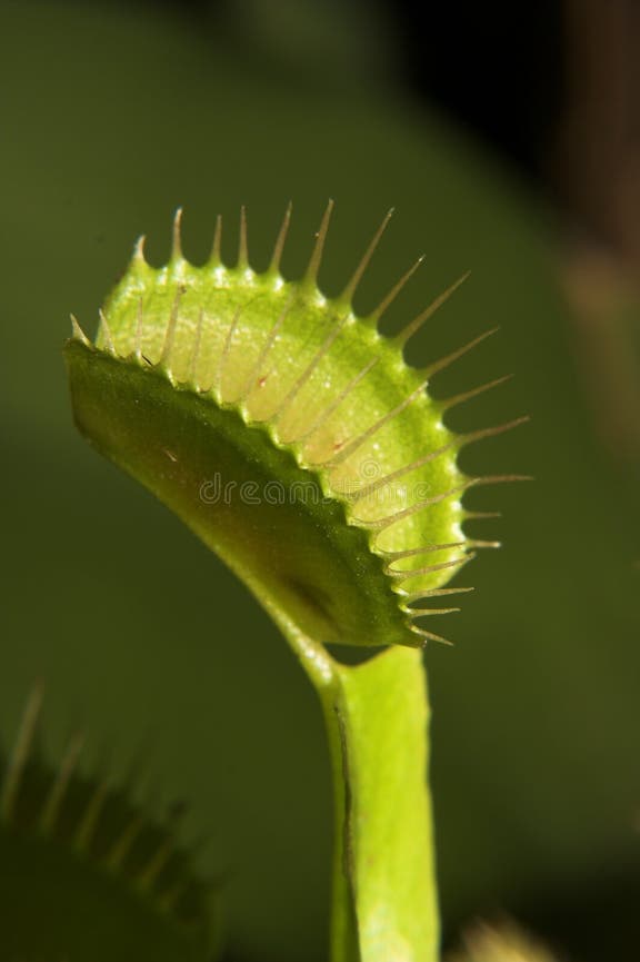 Venus flytrap stock image. Image of trap, eating, venus - 1940131