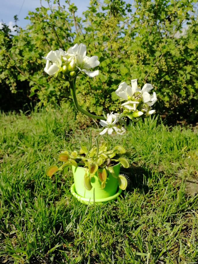 Venus Flytrap Flowering Dionaea Muscipula Stock Image - Image of ...