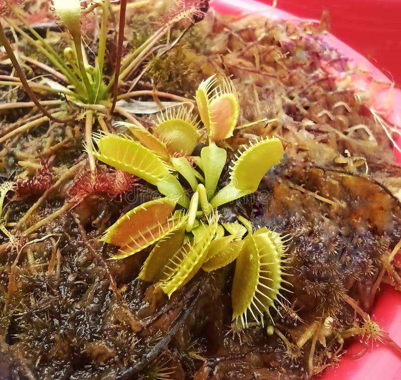 Venus Flytrap, Carnivorous Plant with Its Traps Waiting for an Insect ...