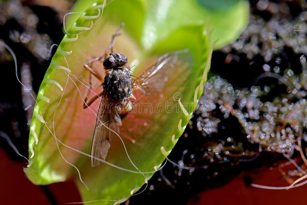 Venus flytrap stock image. Image of dead, venus, green - 73001153