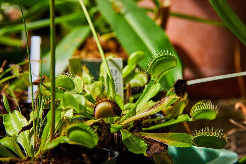 Venus Flytrap Collection in Greenhouse Close-Up Stock Image - Image of ...