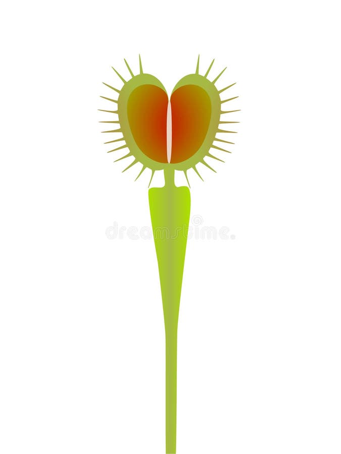 Venus Flytrap Dionaea Muscipula Branch on a White Background. Stock ...