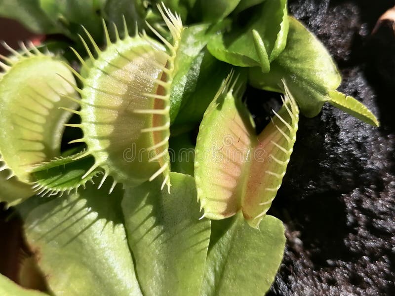 Venus Flytrap Dionaea Muscipula - Carnivorous Plant Stock Photo - Image ... Venus Flytrap Dionaea Muscipula - Carnivorous Plant Stock Photo - Image ...