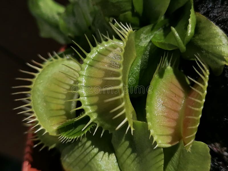 Venus Flytrap Dionaea Muscipula - Carnivorous Plant Stock Photo - Image ... Venus Flytrap Dionaea Muscipula - Carnivorous Plant Stock Photo - Image ...