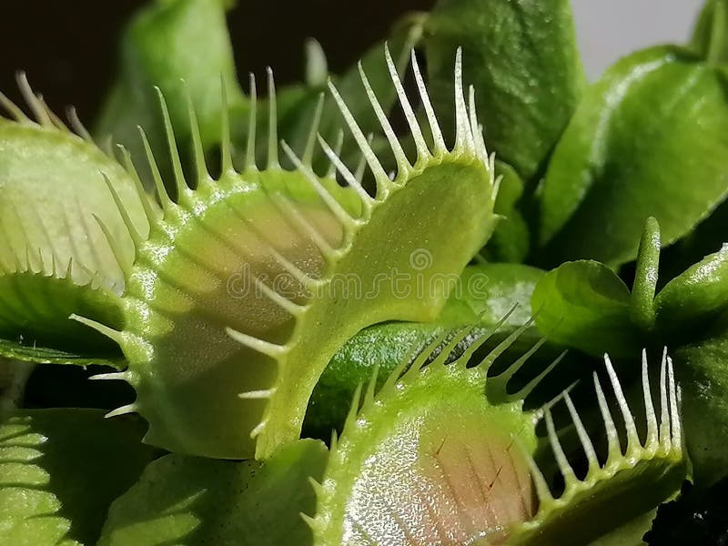 Venus Flytrap Dionaea Muscipula - Carnivorous Plant Stock Photo - Image ... Venus Flytrap Dionaea Muscipula - Carnivorous Plant Stock Photo - Image ...