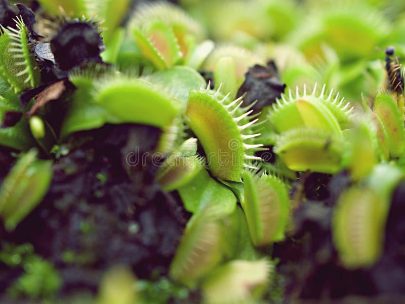 Venus Flytrap ,Insectivorous Plants ,Low Giant ,Dionaea Muscipula ...