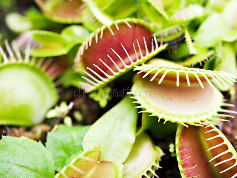 Venus Flytrap ,Insectivorous Plants ,Low Giant ,Dionaea Muscipula ...