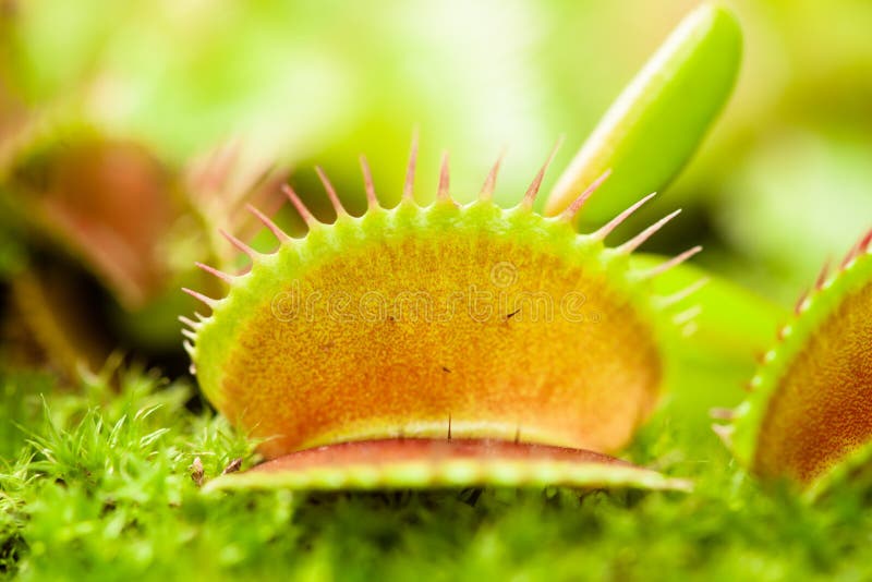Venus flytrap leaf stock photo. Image of muscipula, flytrap - 30567602