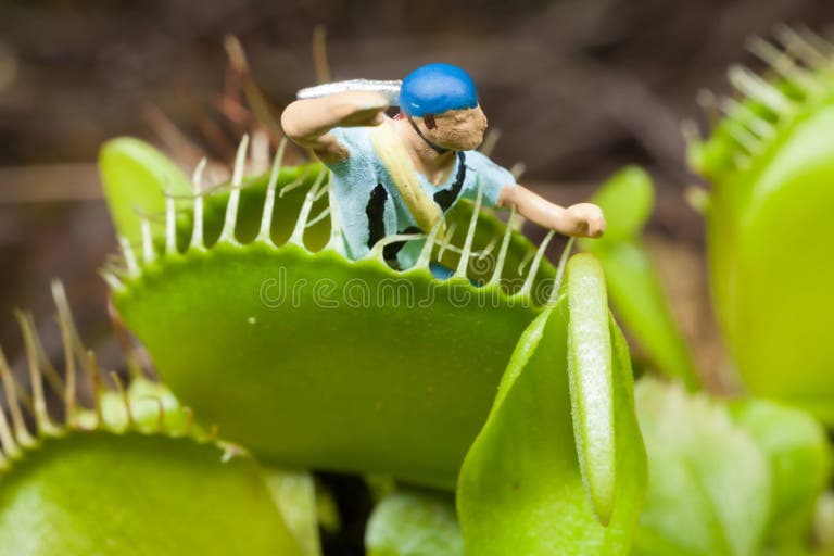8,399 Man Eating Plant Stock Photos - Free & Royalty-Free Stock Photos ...