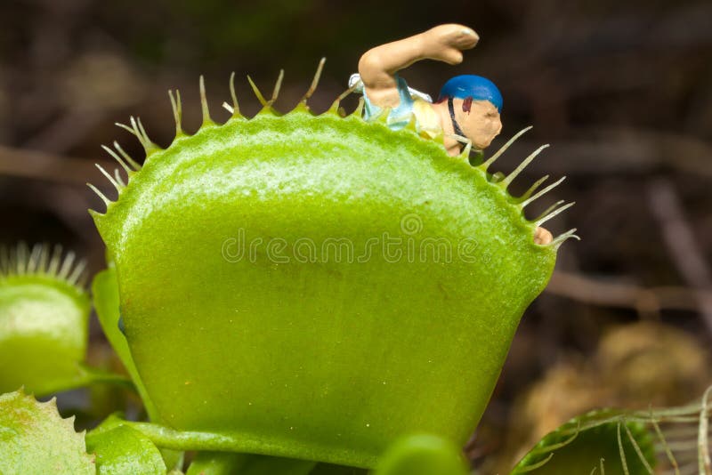 Carnivorous Plants Eating Human