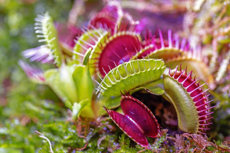 Venus flytrap plant stock image. Image of leaves, flower - 247825753
