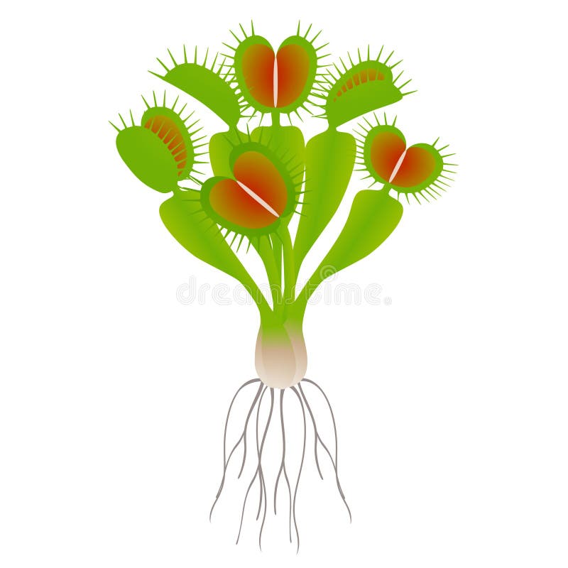 Stem Flytrap Stock Illustrations – 44 Stem Flytrap Stock Illustrations ...