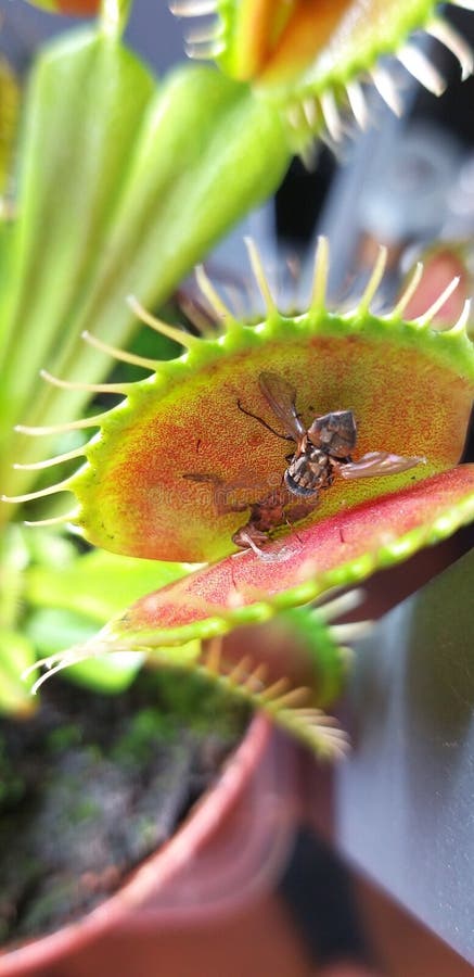 The Venus flytrap stock photo. Image of yellow, system - 353020872