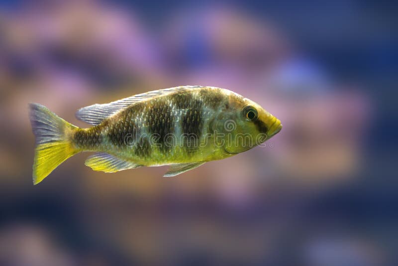 Venustus Hap - Freshwater Fish Stock Image - Image of actinopterygii ...