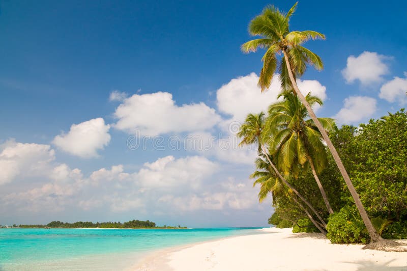 Verão numa praia tropical imagem de stock. Imagem de palma - 9564319