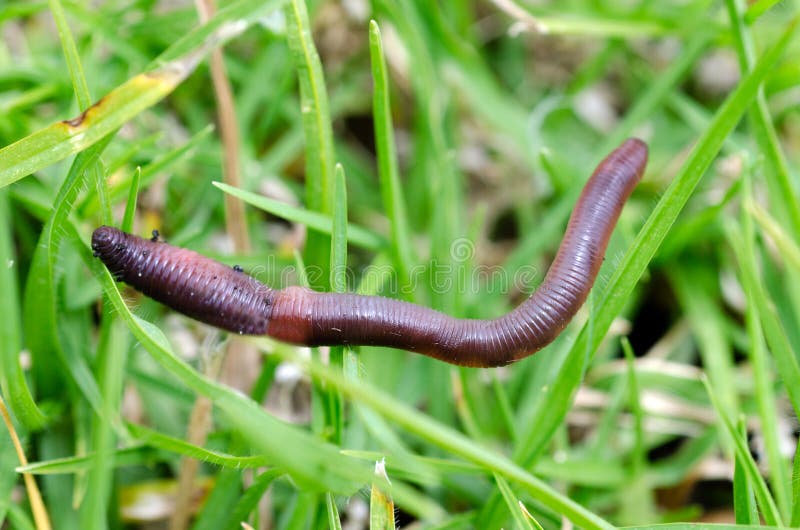 Vers Rouges Dans Le Macro De Compost Image stock - Image du fermer ...