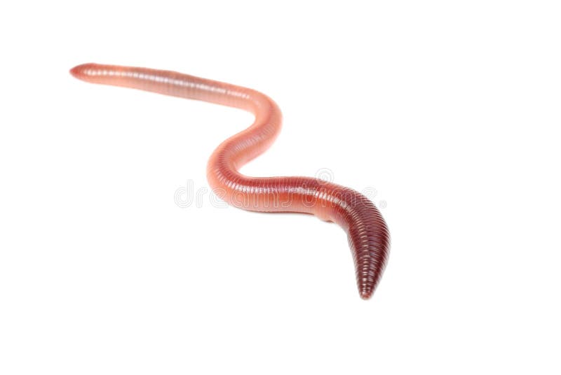 Ver De Terre, Ver De La Terre D'isolement Sur Le Blanc Image stock ...