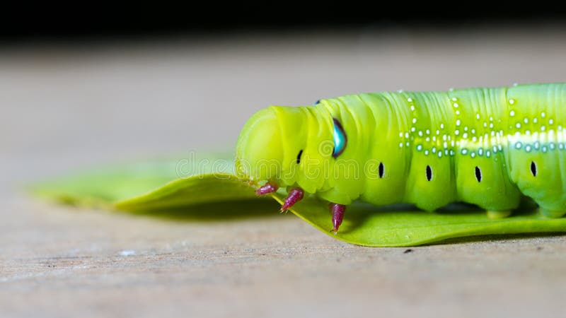 Ver dans la feuille verte. image stock. Image du sauvage - 36452133