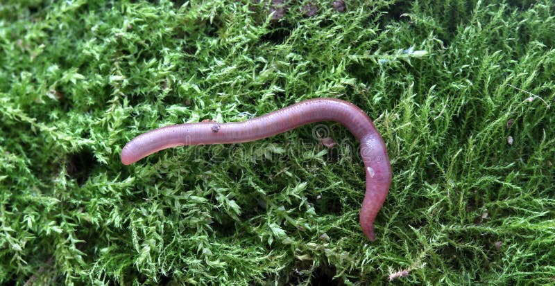 Ver De La Terre Sur Le Fond Blanc Photo stock - Image of rouge, fond ...