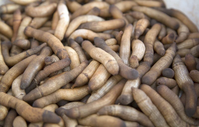 Ver de sable photo stock. Image du sable, nourriture - 45796856