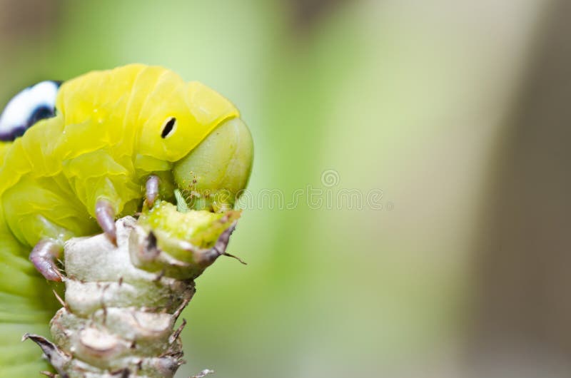 Ver De Terre En Nature Verte Image stock - Image du vert, fond: 22356153