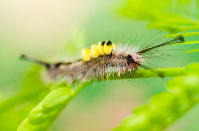 Ver De Terre En Nature Verte Image stock - Image du insecte, lame: 25643753