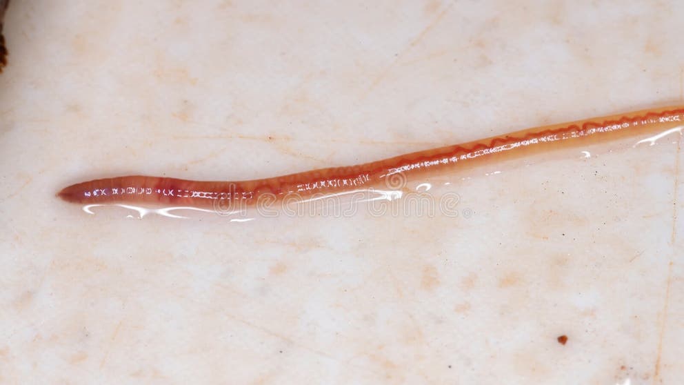 Ver de terre image stock. Image du groupe, fertile, animal - 196087443