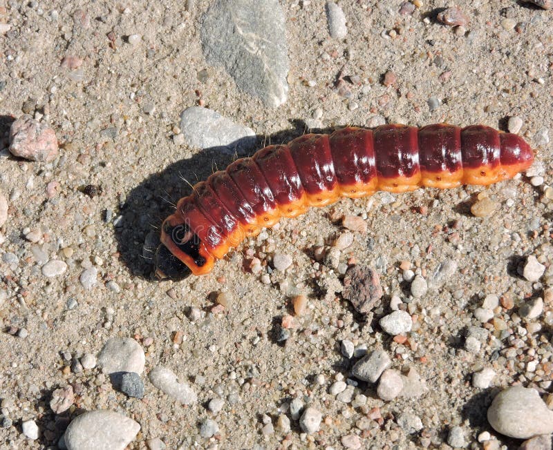 Ver de terre rouge photo stock. Image du closeup, faune - 53917214