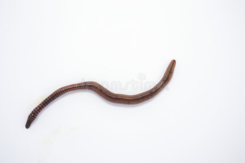 Ver De Terre Rouge Californien Image stock - Image du earth, rouge ...