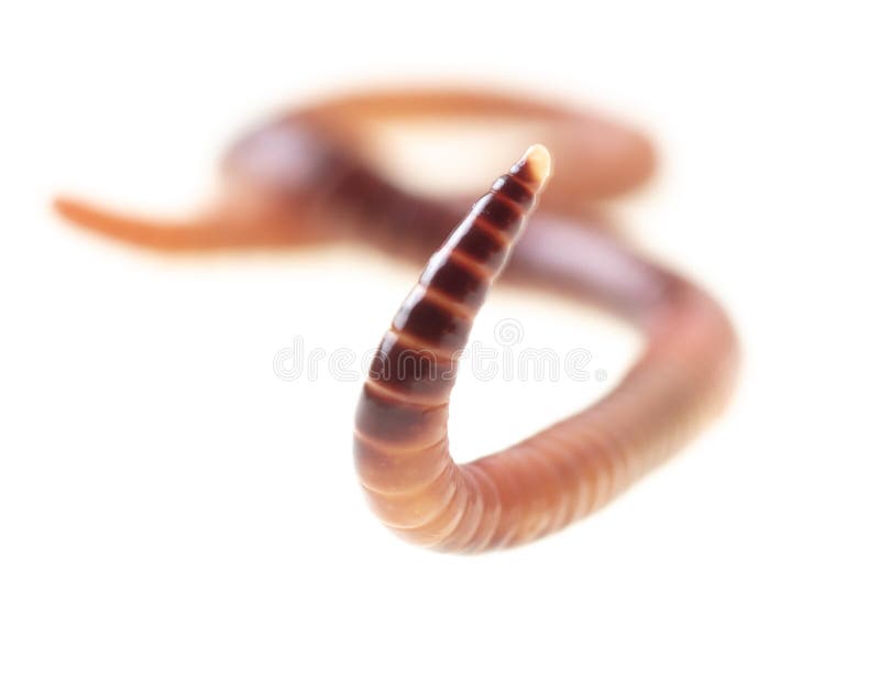 Ver De Terre Sur Fond Blanc Image stock - Image du environnement, blanc ...