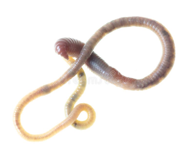 Ver De Terre Sur Fond Blanc Photo stock - Image du humide, amorce ...