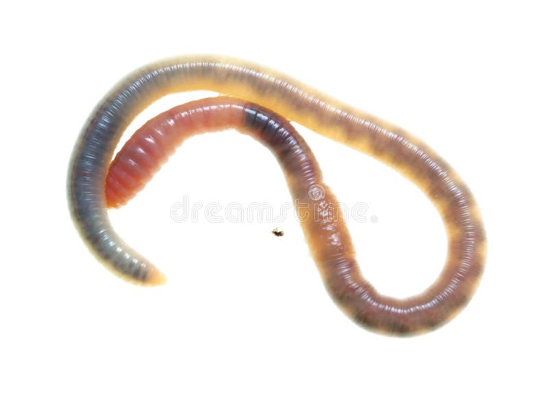 Ver De Terre Sur Fond Blanc Image stock - Image du environnement, blanc ...