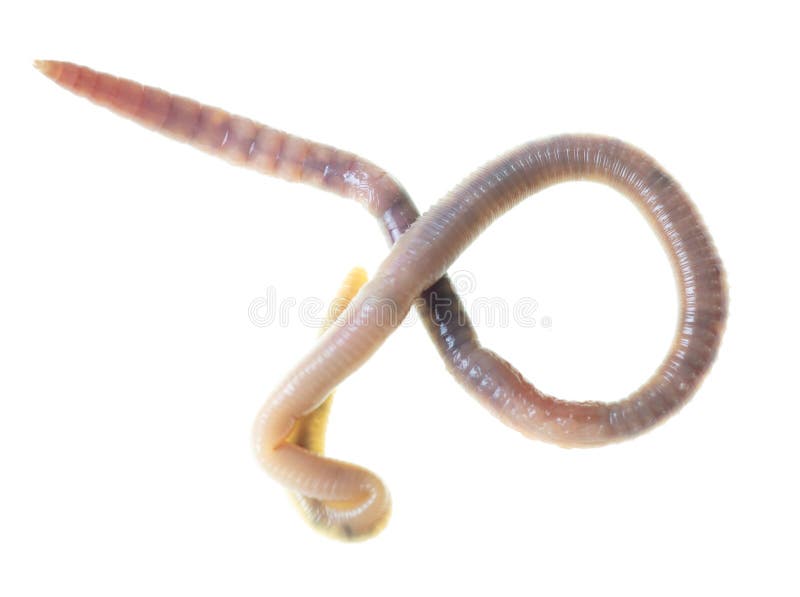 Ver De Terre Sur Fond Blanc Image stock - Image du nature, blanc: 182060447