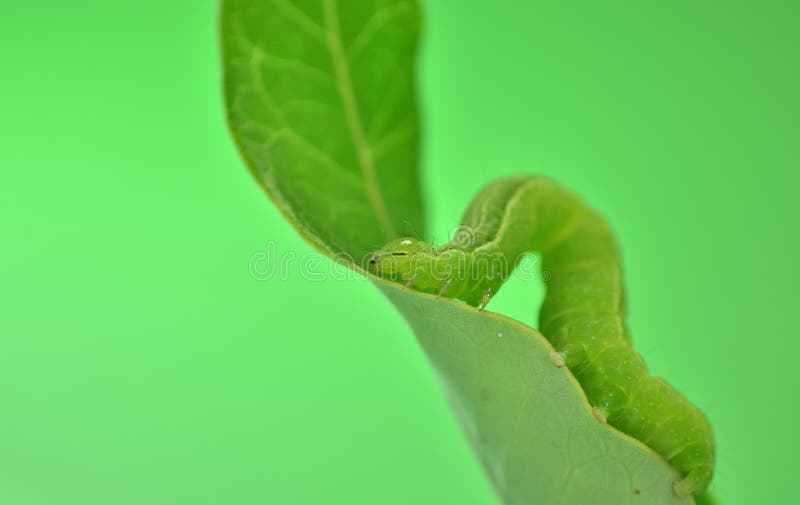 Ver de terre vert image stock. Image du mite, jardin - 23121795