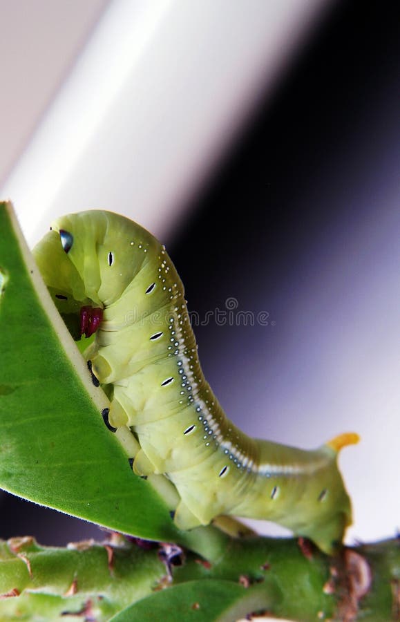 Ver de terre vert photo stock. Image du vert, jaune, centrale - 4929164