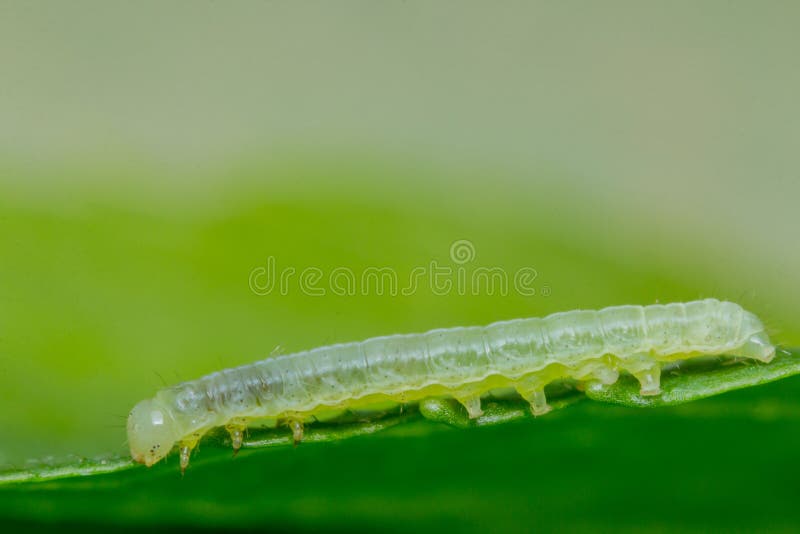 Ver de terre vert de pouce photo stock. Image du insecte - 72310256