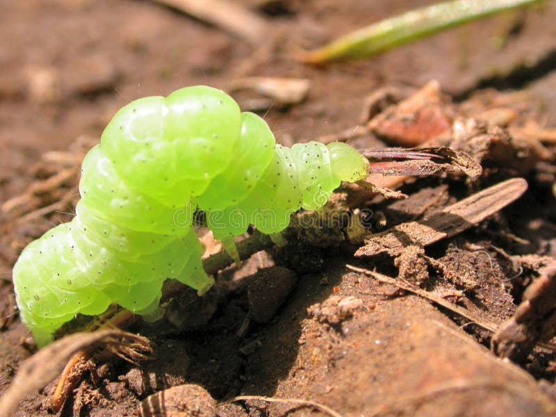 Ver de terre vert de pouce image stock. Image du pattes - 825989