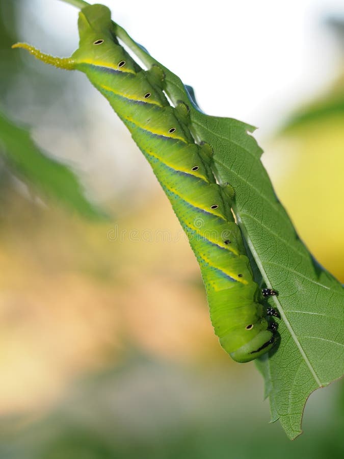 Ver Vert Mignon De Larve De Chenille En Nature Image stock - Image of ...