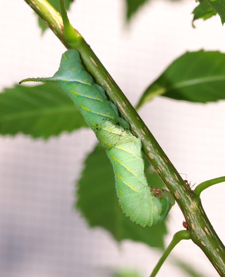 Ver Vert Mignon De Larve De Chenille En Nature Photo stock - Image du ...