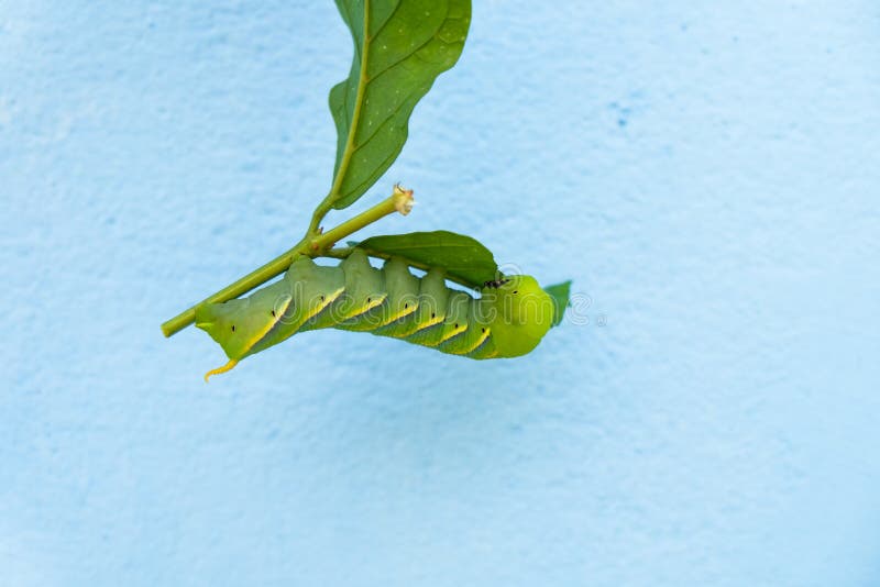 Ver vert sur la feuille photo stock. Image du intense - 103390386