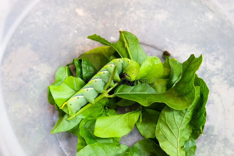 Ver vert sur la feuille photo stock. Image du papillon - 103390574