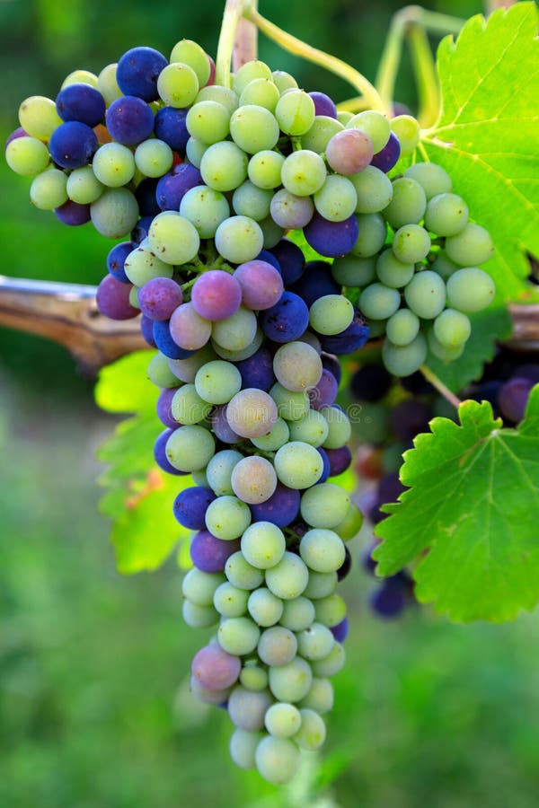 Veraison Syrah Shiraz Grape Vineyard Stock Photo - Image of british ...