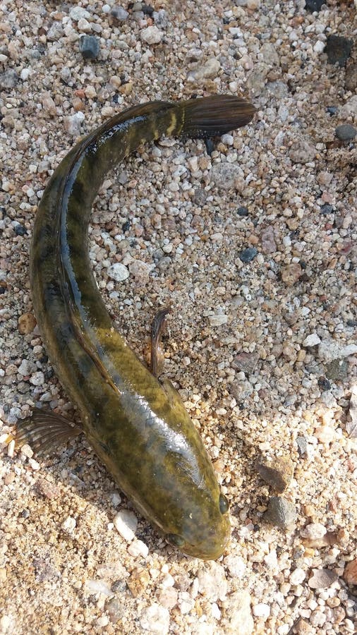 Veral fish stock photo. Image of fish, sensitive, veral - 114547878