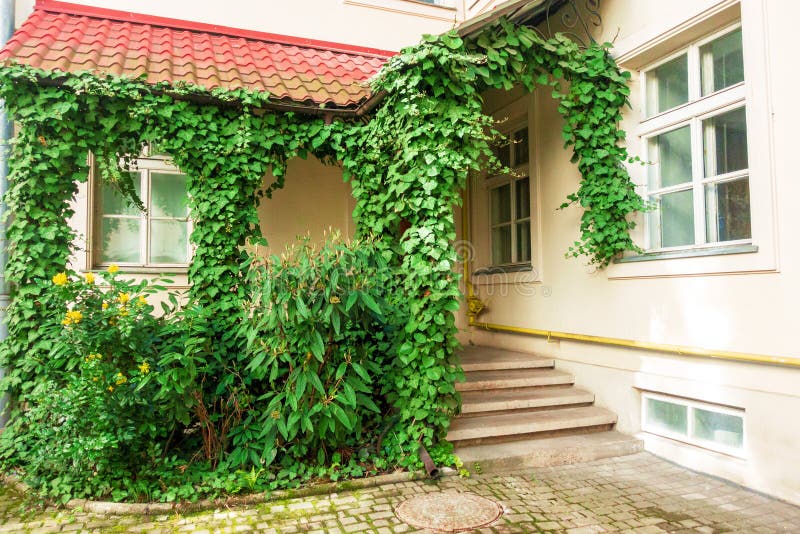 The Veranda of the House is Covered with Climbing Greenery Stock Image ...