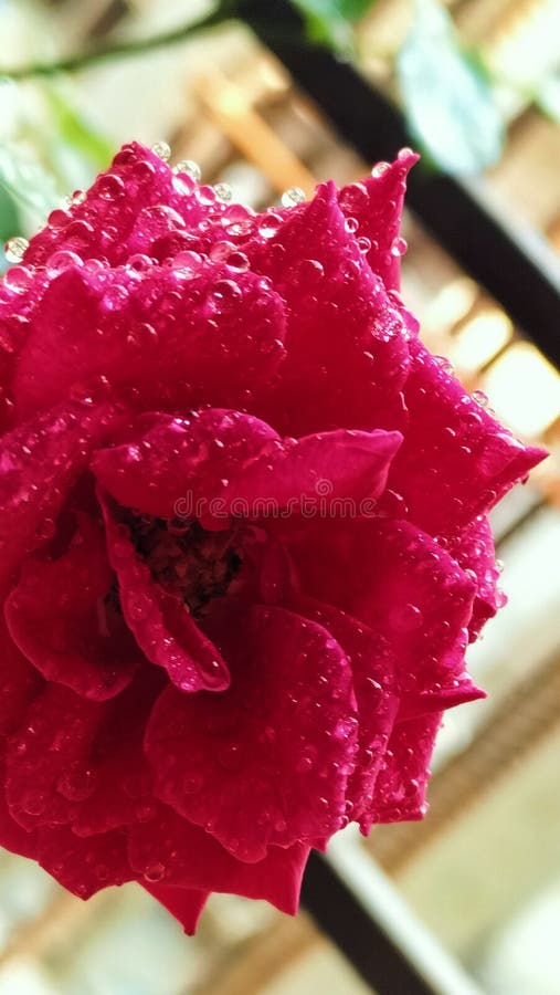 Veranda rose red stock photo. Image of nature, rose - 245269780